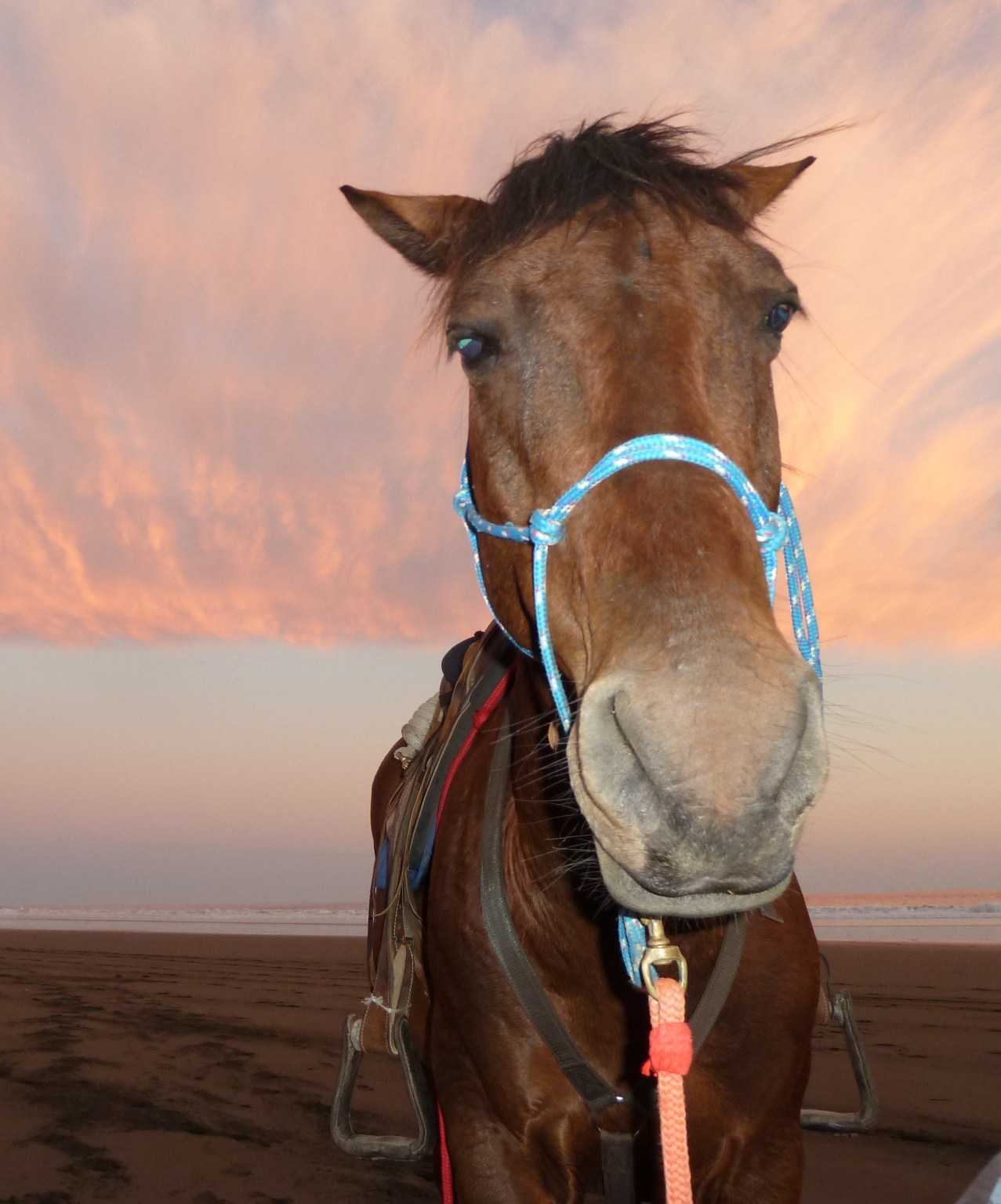 Barking Horse Farm | Costa Rica's Parelli Natural Horsemanship Workshop ...
